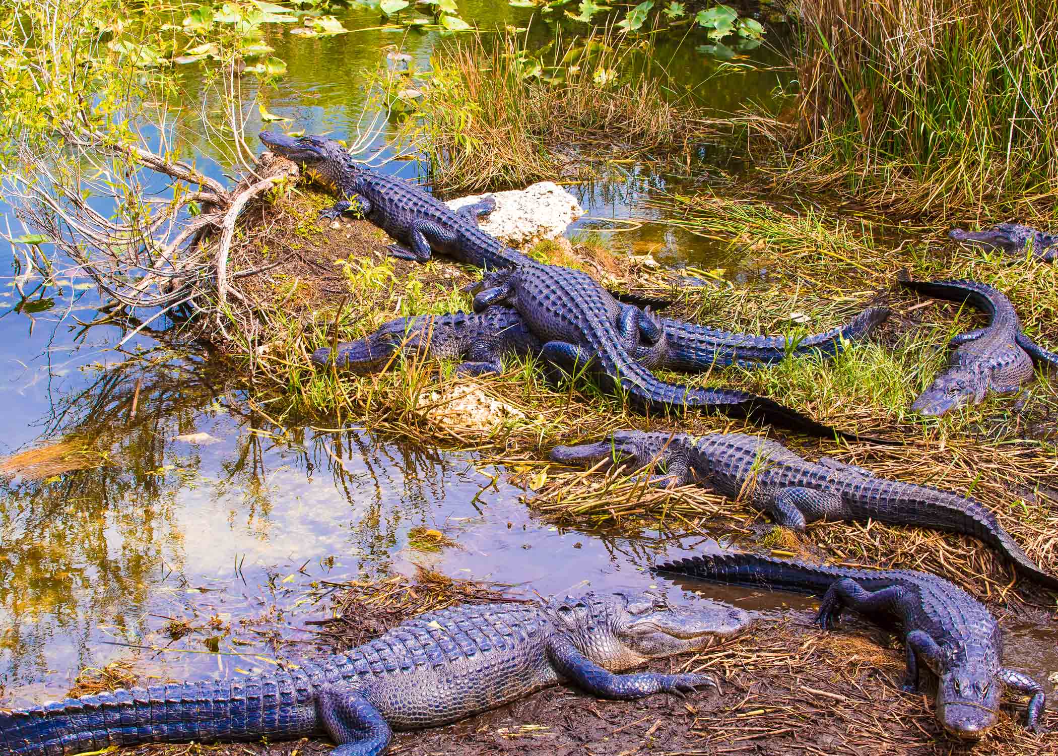 Alligator Hunting | Ron's Guide Service