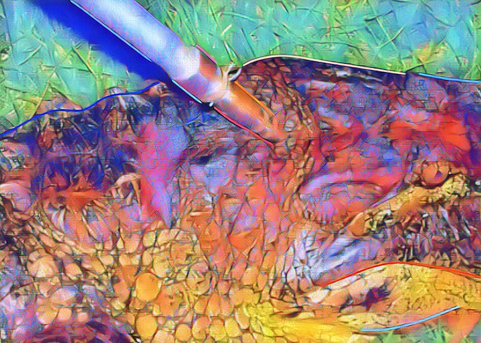 Florida Alligator Hunting | Ron's Guide Service
